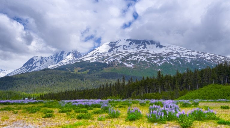 Moose Pass Alaska fields, forest and mountains. - Trail Lake Lodge